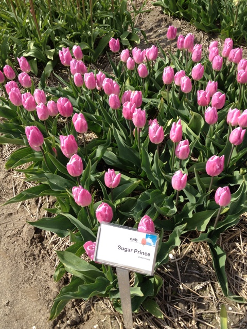 Shooting My Breeze: Tulpen Festival at Noordoostpolder