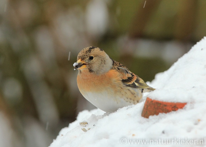 Blij met Kepen in de tuin