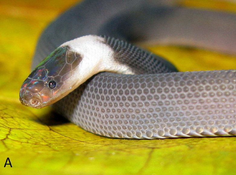 Life is short, but snakes are long: Dragonsnakes and Filesnakes Revisited