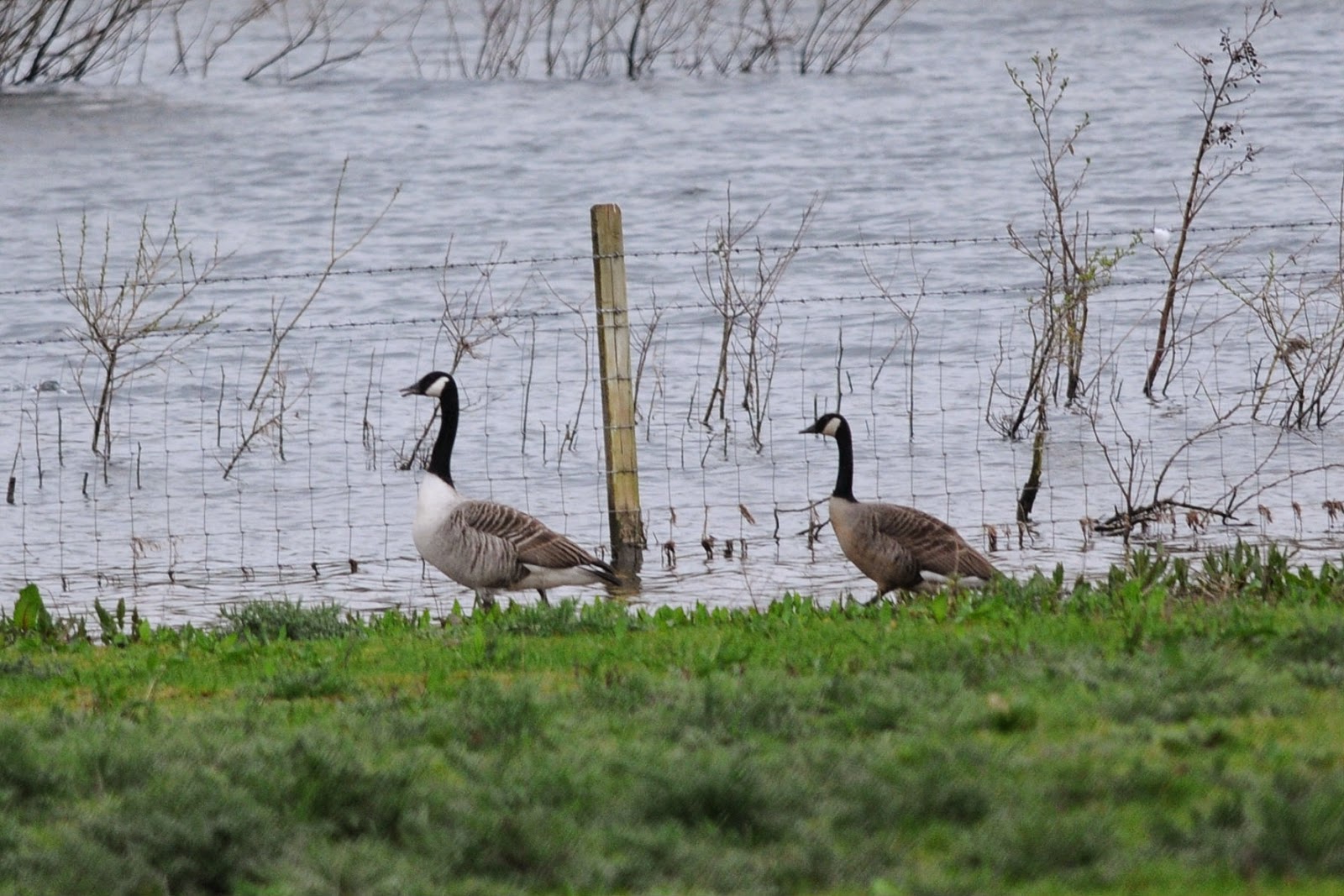 Bill's Birding: Dipping