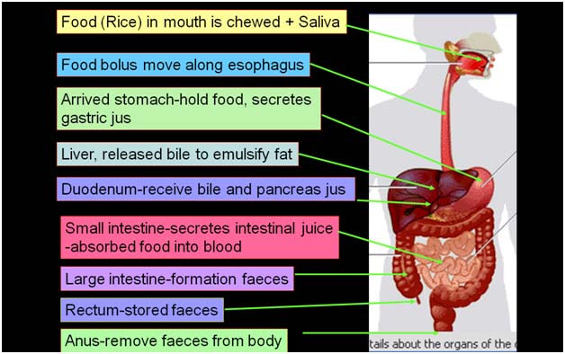 Science is Cool: DIGESTIVE SYSTEM