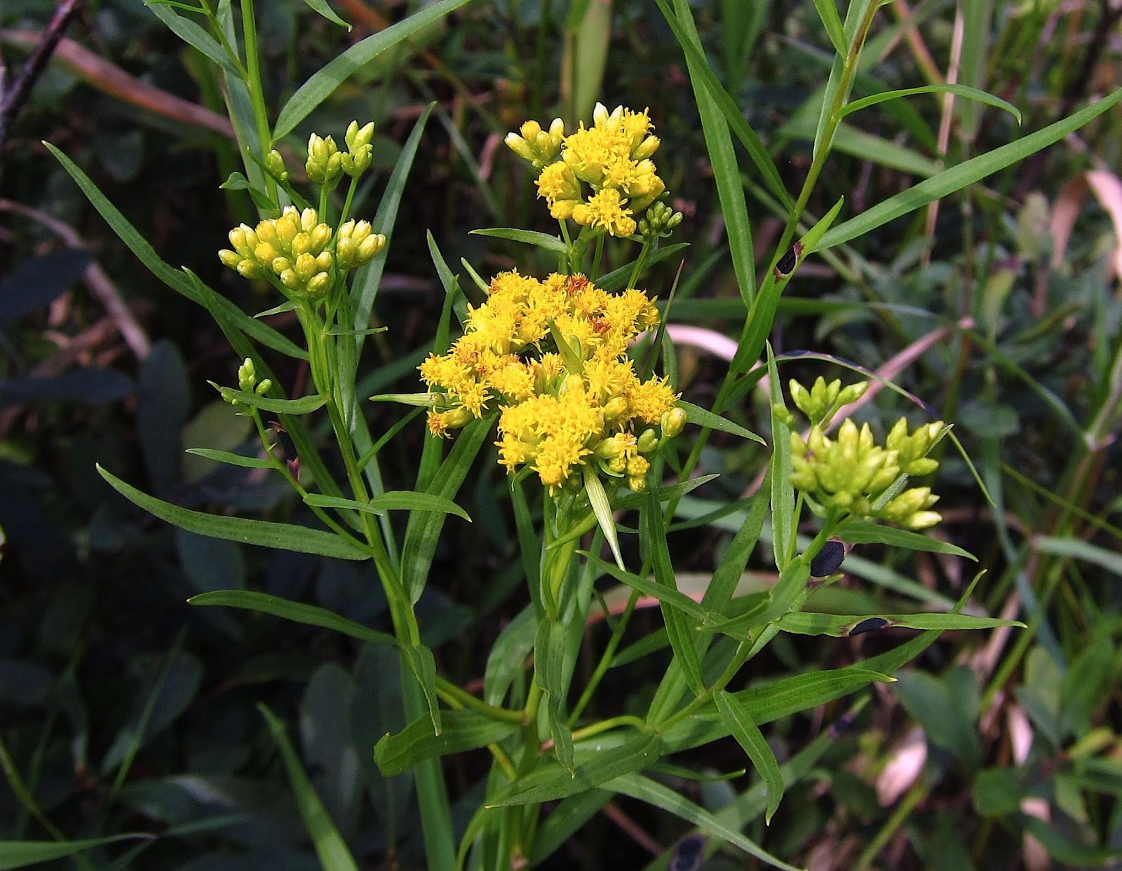 Saratoga woods and waterways: What's New on the Ice Meadows