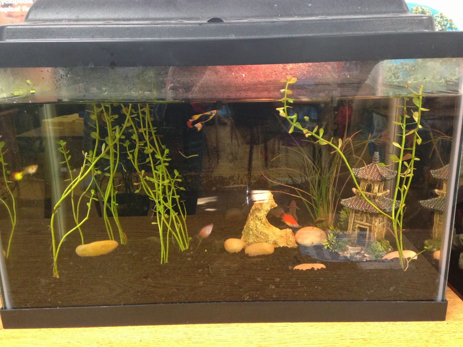 Aquarium 2 Inch Bumble Bee Platy Fish