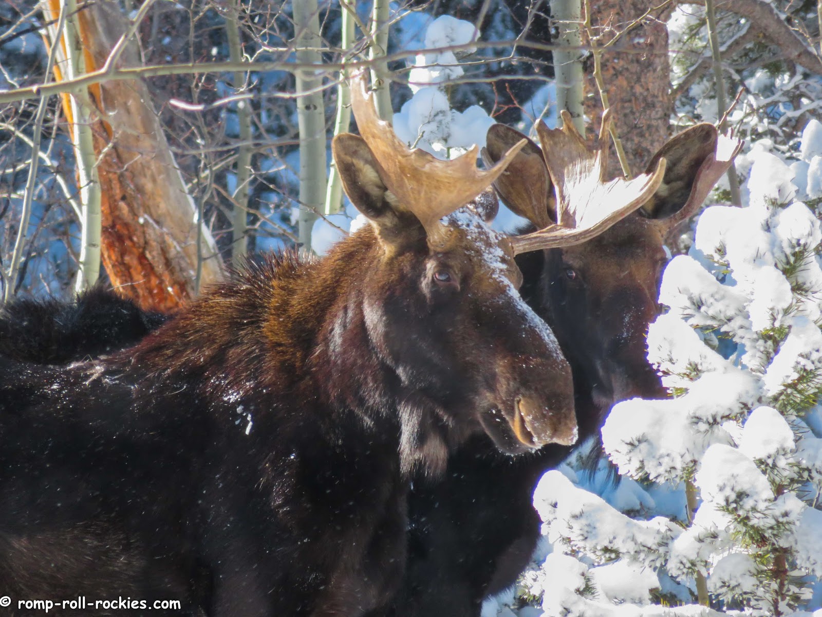 Romping and Rolling in the Rockies: Moose in Winter - Watch out for the ...