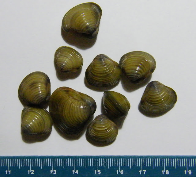 Macroinvertebrados acuáticos: Corbicula fluminea, otra exótica invasora ...