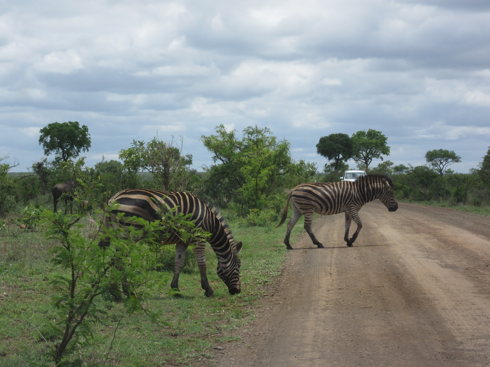 The Overseas Adventures of Annie and Steven Berger 2016: 11/27: Hippos ...