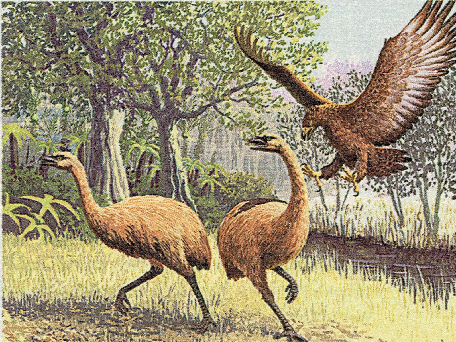 .: Australijska megafauna