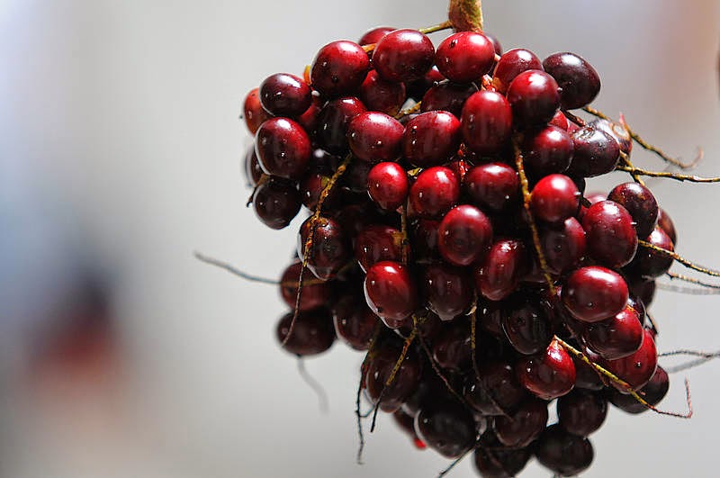 BoliDeCorozo: Boli de Corozo, toda una delicia popular