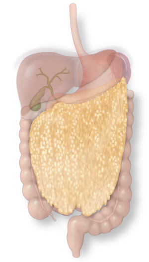 EL EPIPLÓN - MIRALOAHORA.NET