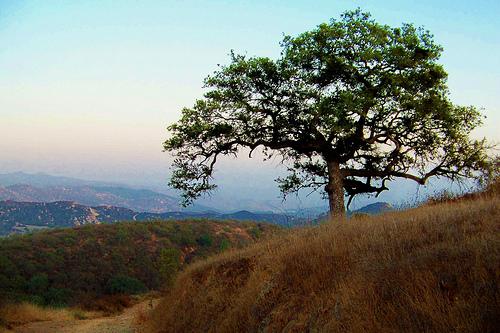 A Hiking Fool: Best Day Hike in Daley Ranch: "The Whole Enchilada"