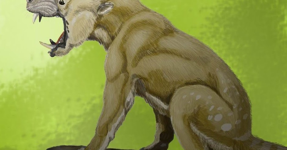 Variety of Life: Arctocyonidae