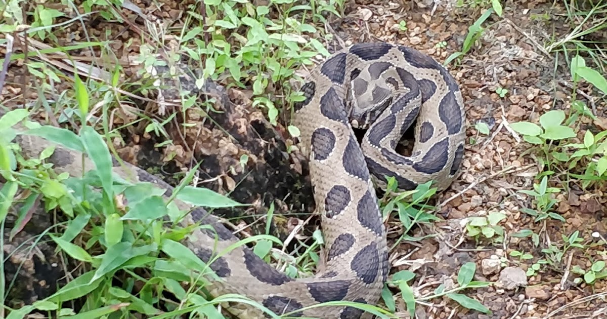 Check list of Reptiles of Mount Abu