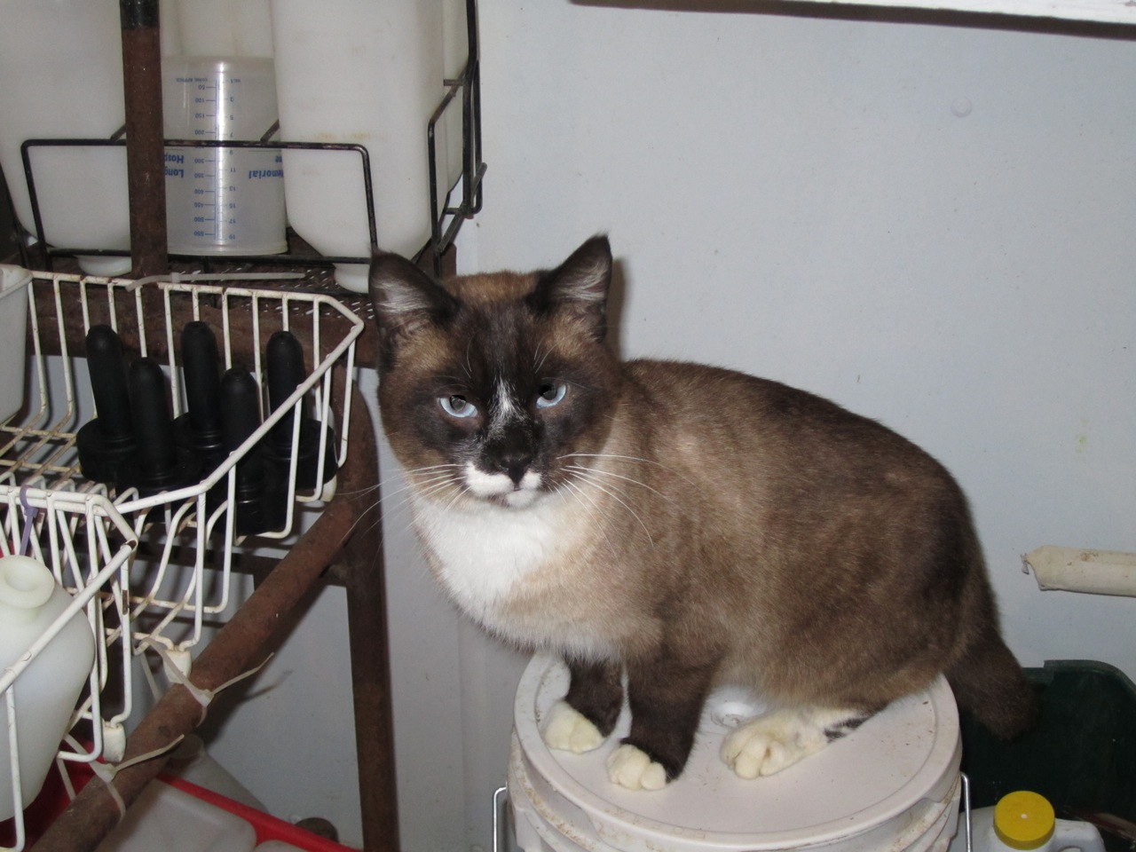 Dairy Good Life: Farm cats and kittens