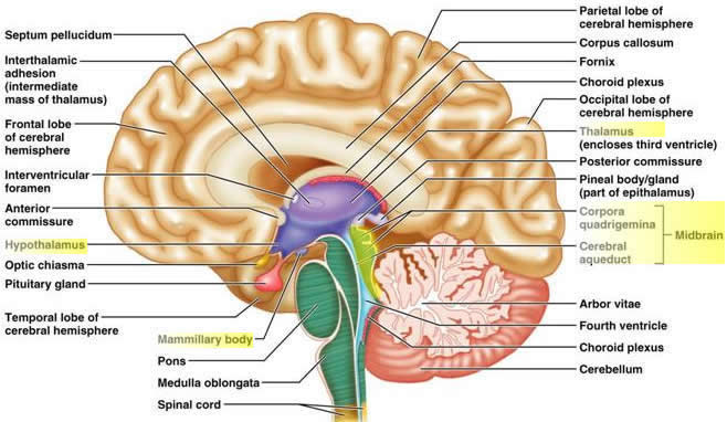Subthalamus; noyau de l'anse lenticulaire; noyau du champ de forel ...