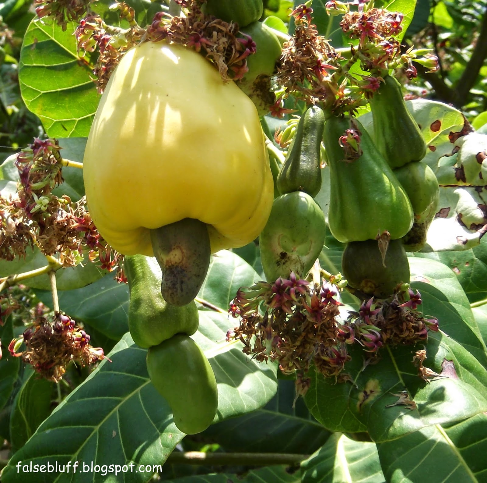 FALSE BLUFF NICARAGUA: Patagonia and the cashew flower