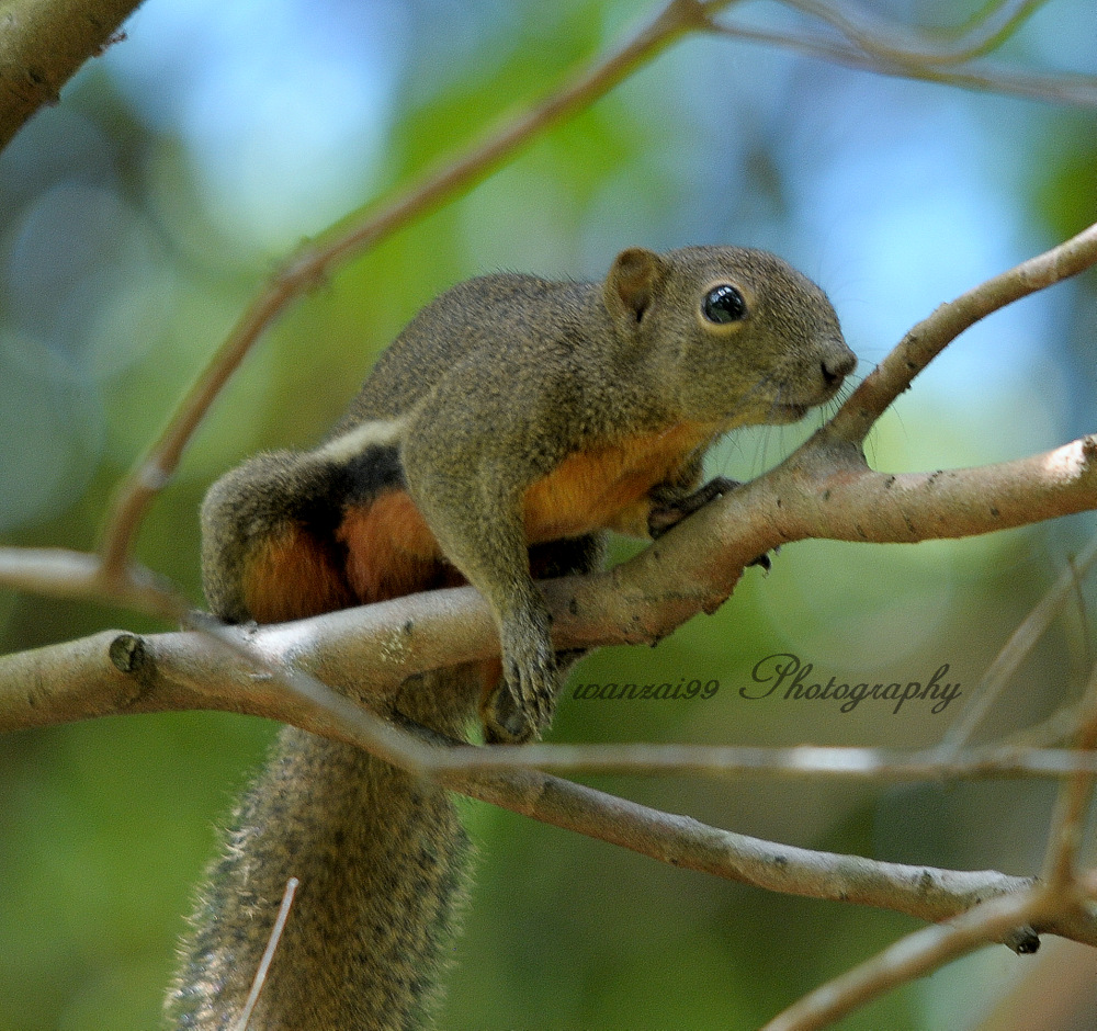 wanzai99 PHOTOGRAPHY: Tupai Pinang