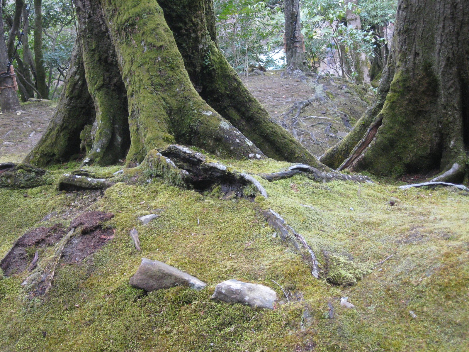 Shelley and Goro in Japan 2011: Goro's Art Shot in Kyoto