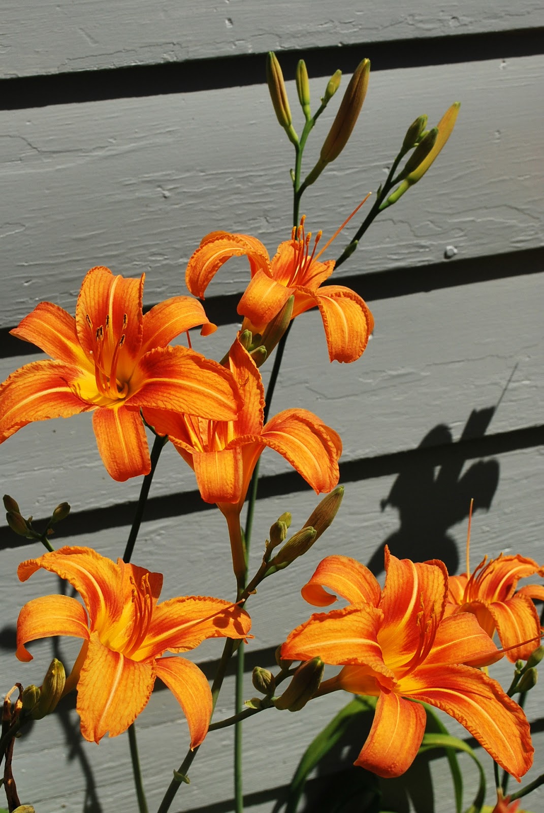 The Traveling Indian Lily: March 2013