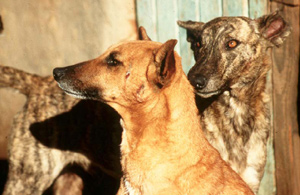 Whittal Tree: April 2011