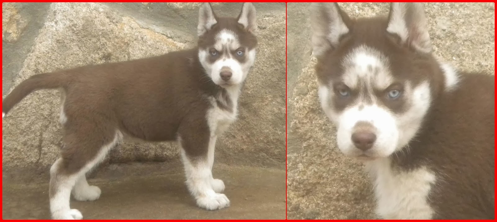 Cachorros Husky Siberiano