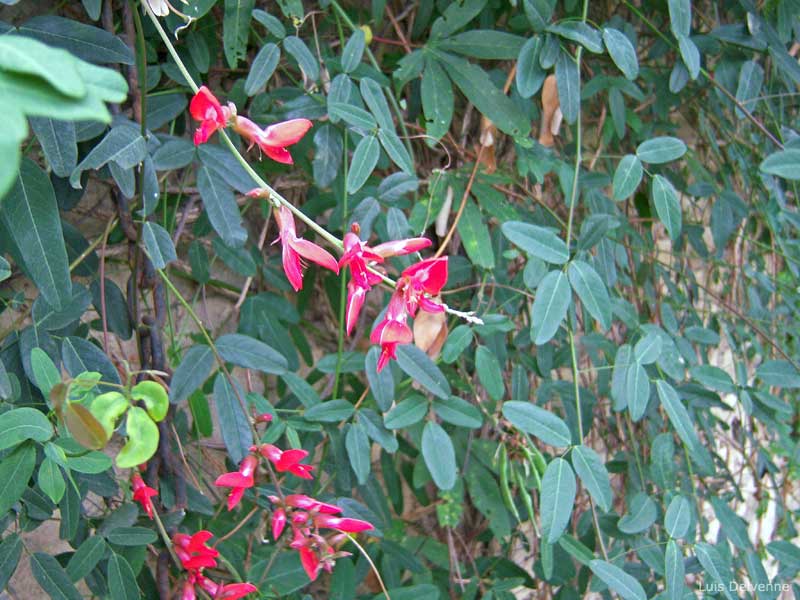 Cultura Guaraní: Tropaeolum pentaphyllum, flor de pitito