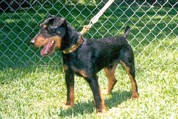 Lovačka oprema i lovački psi: NJEMAČKI LOVNI TERIJER-NLT