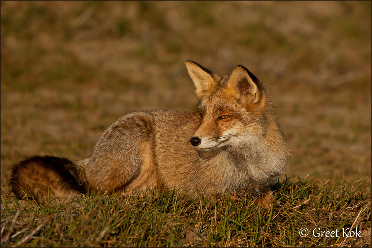 Foto`s van Greet: Nog een paar Vossen en foto`s rond mijn huis.