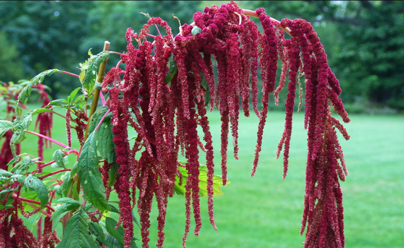 Amaranthus Caudatus: Harvesting & Tasting Amaranth Seeds | Love Lies ...