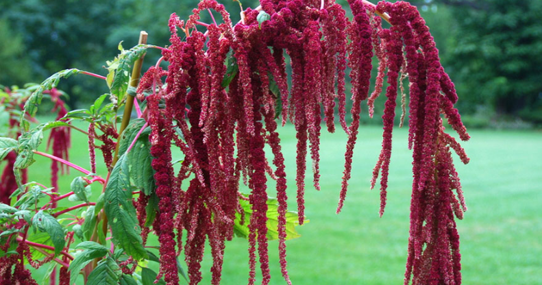 Amaranthus Caudatus: Harvesting & Tasting Amaranth Seeds | Love Lies ...
