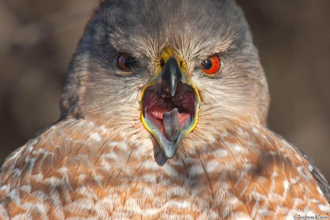 TheHawkTrader: Supply and Demand zones are...