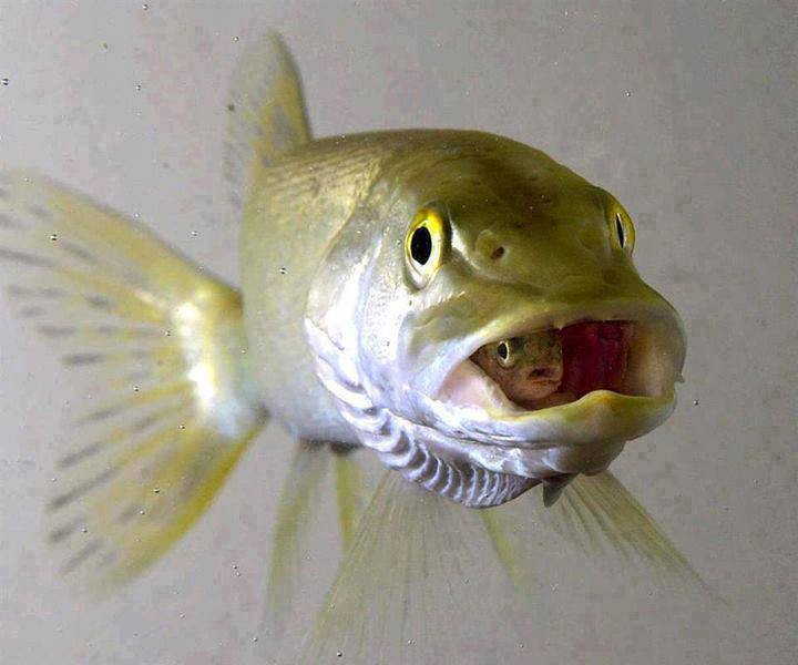 Facts For You Only: Mouth Brooding Fish