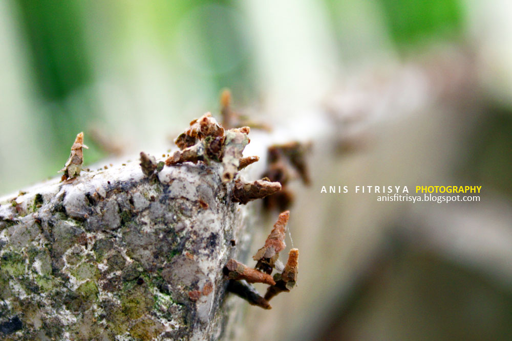 OutLoud Studio: Kepompong