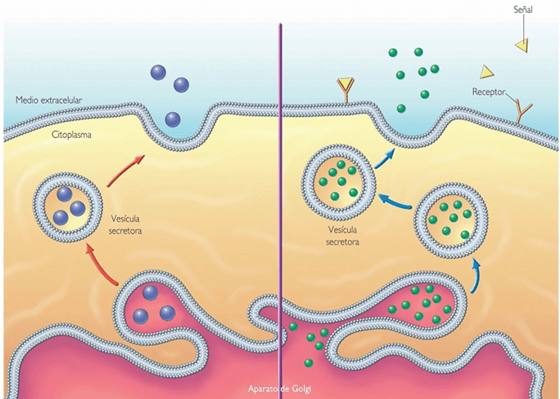 Transporte de Volumen ~ Biopsicosalud