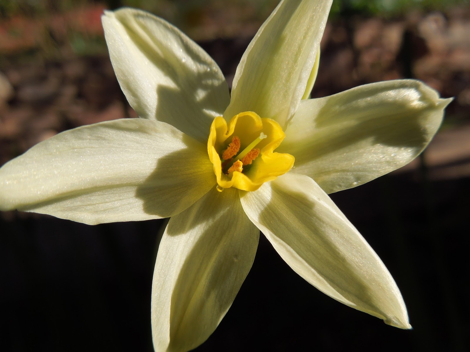 La leyenda del NARCISO - BOTÀNIC SERRAT