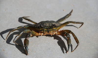 Spise Med Mormor: KRABBESUPPE