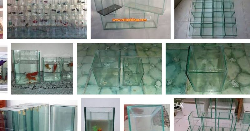 Harga Aquarium Ikan Cupang Mini Kecil dan Botol Sekarang Ini
