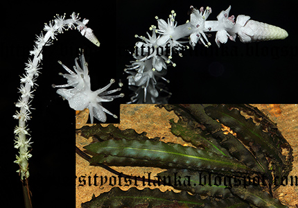 Biodiversity of Sri Lanka: කෙකටිය[Kekatiya] (Aponogeton rigidifolius)