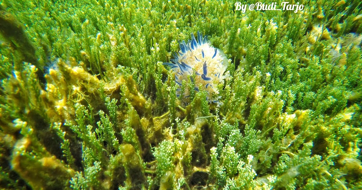 The Rare Blue Tentacle Jellyfish - Amazing Indonesia