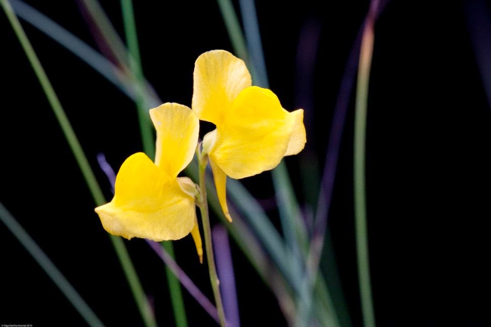 Flora de Puerto Rico Ilustrada Papo Vives: LENTIBULARACEAE UTRICULARIA ...
