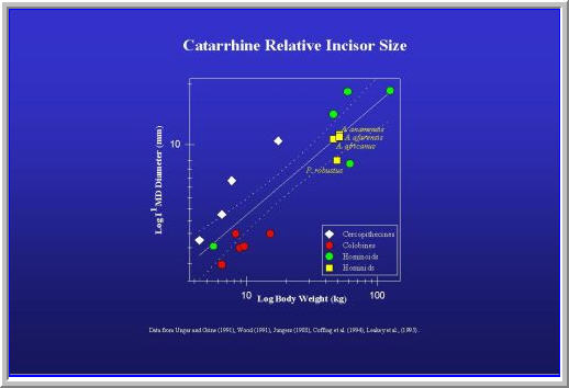 S T R A V A G A N Z A Evolution Of Human Diet