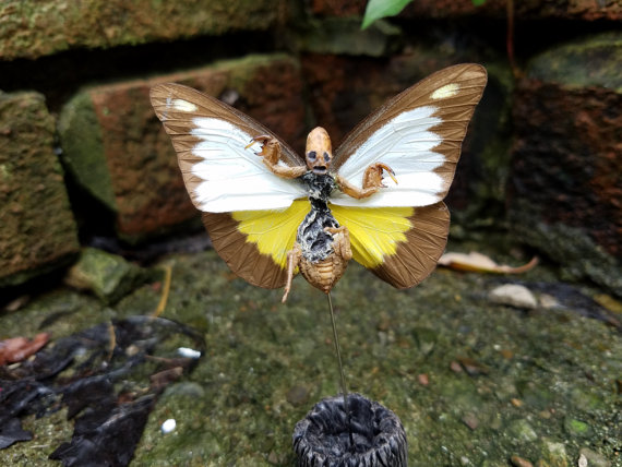 Shivers of Delight: Dead Fairies from Petite Grotesque