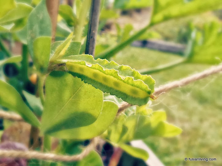Growing Asparagus Peas (not quite the same as the Asian Winged Bean ...