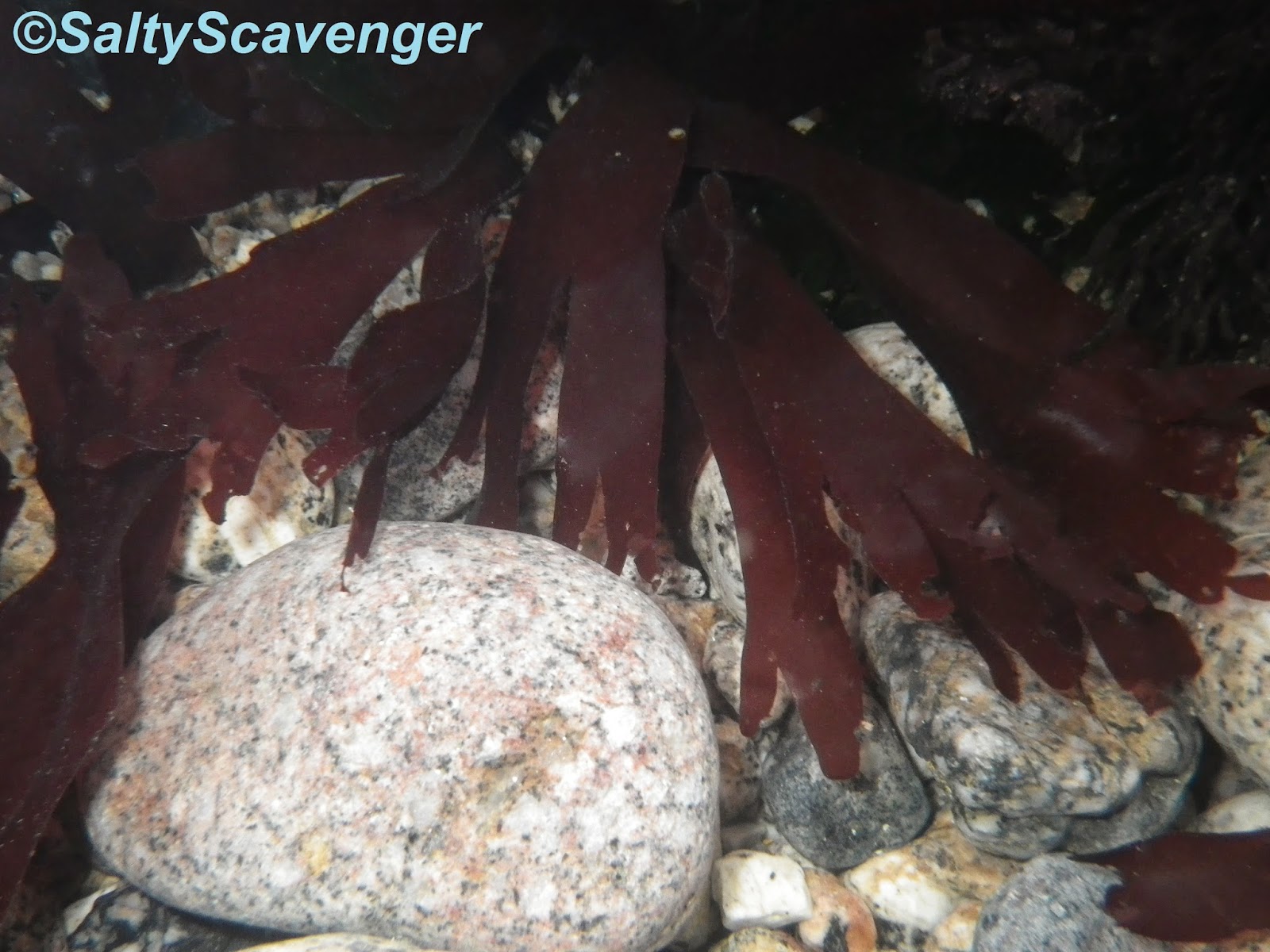 Rock Pooling: Rockpooling Destination: Revisit South- West Penwith ...