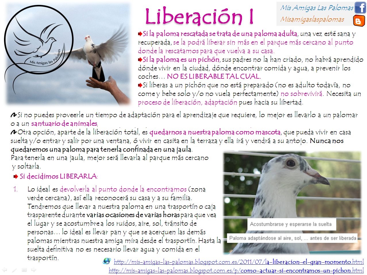 Mis amigas las palomas: La liberación, el gran momento