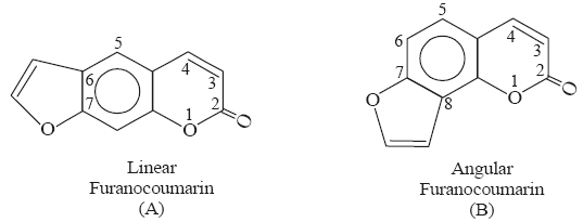 Biosynthesis of Coumarin and Furanocoumarin Glycosides