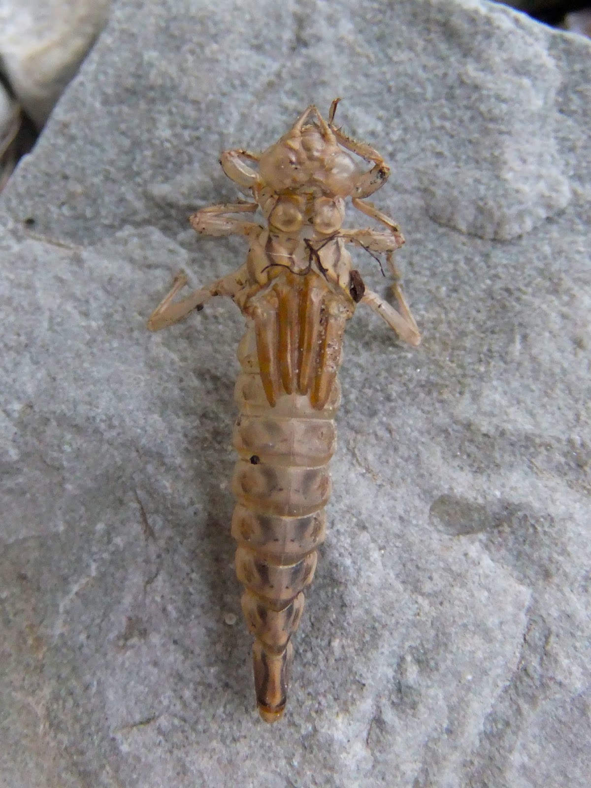 Libellules de Gatineau: Partie 4: exuvies