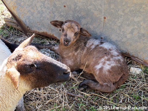Farmgirl Fare: Monday Dose of Cute: Random Lamb Snaps