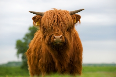 Highland Cattle Articles: Highland Cattle Breed History