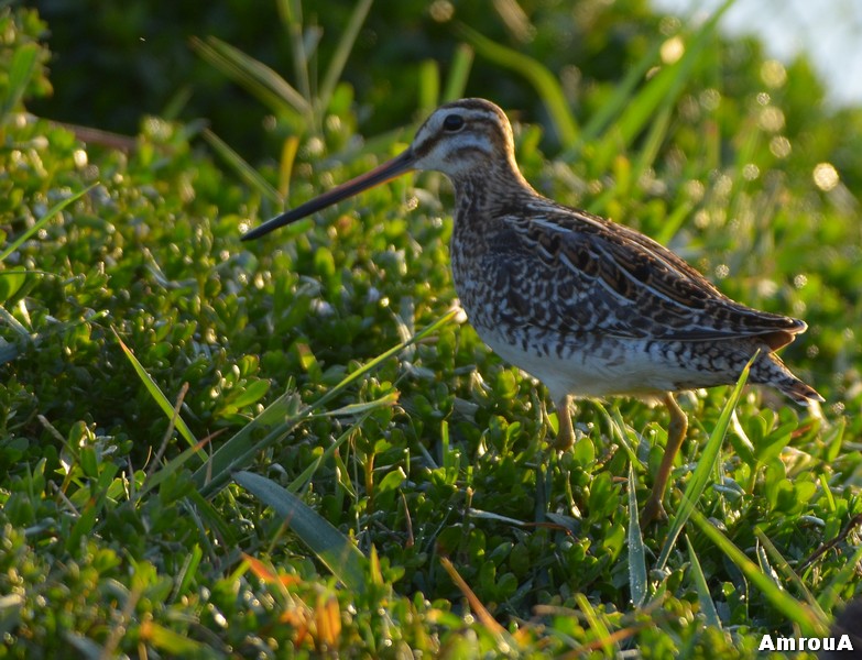 Birding for a Lark: Common snipe at Al Hayer