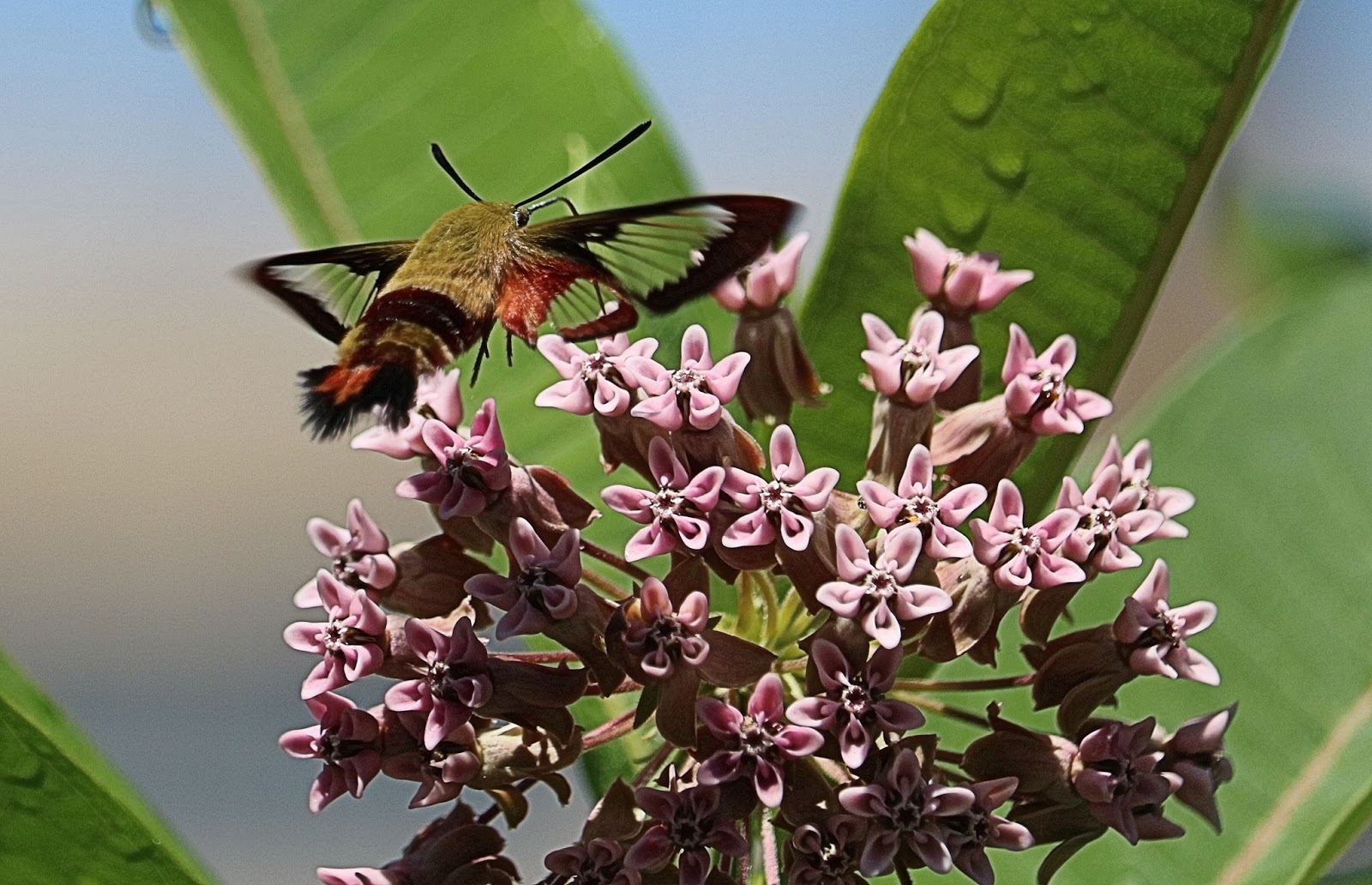 Hummingbird Hawk Moth - Insect